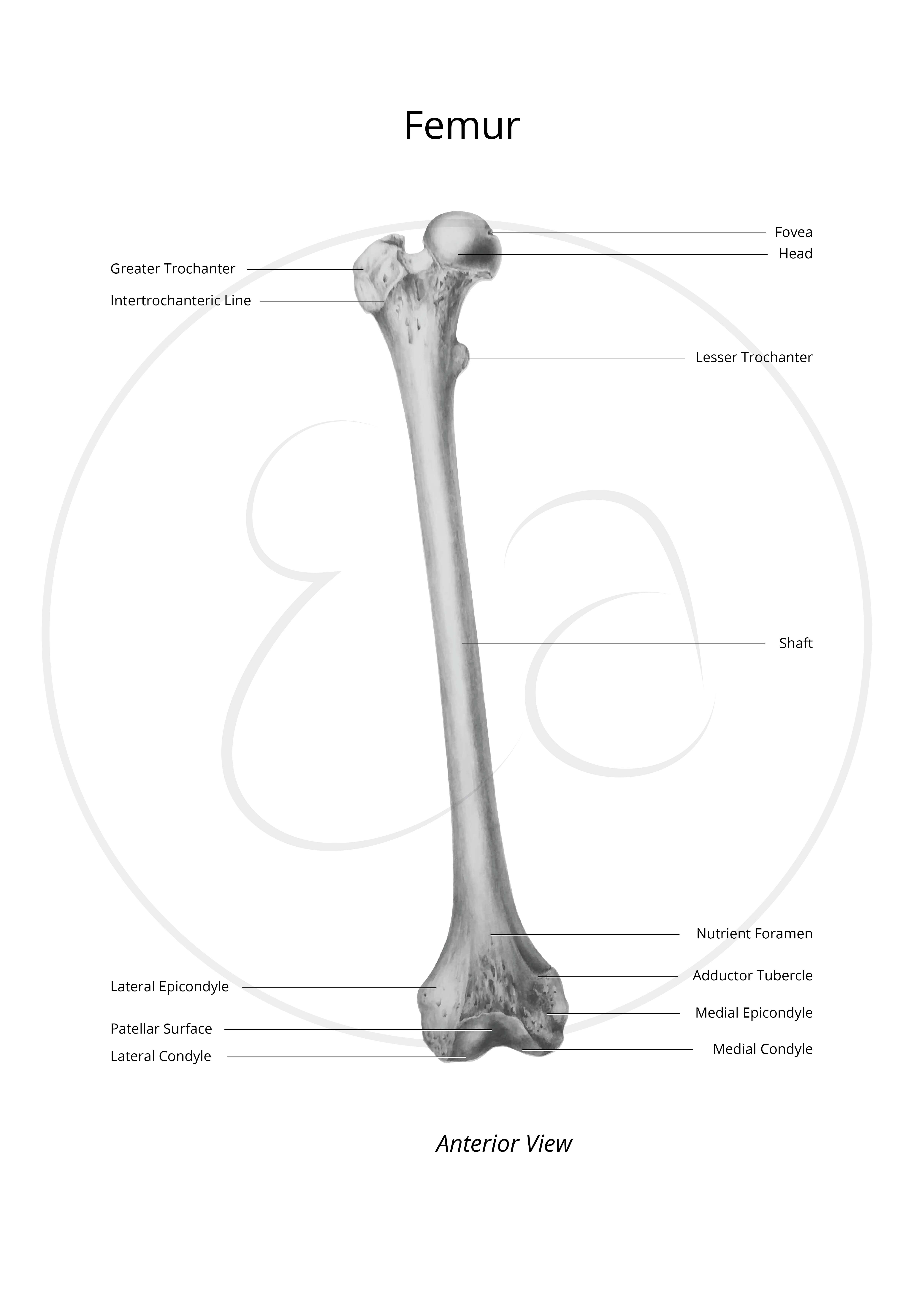 Measured Femur Drawing – Emily Adams BioMedical Visualization and Design