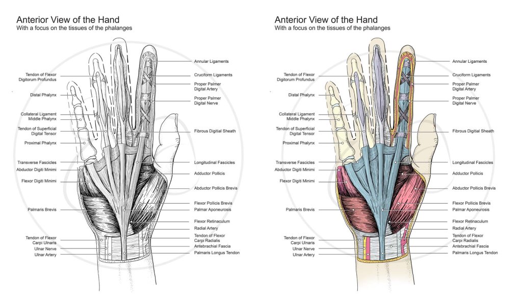 Hand Dissection Drawing – Emily Adams BioMedical Visualization and Design