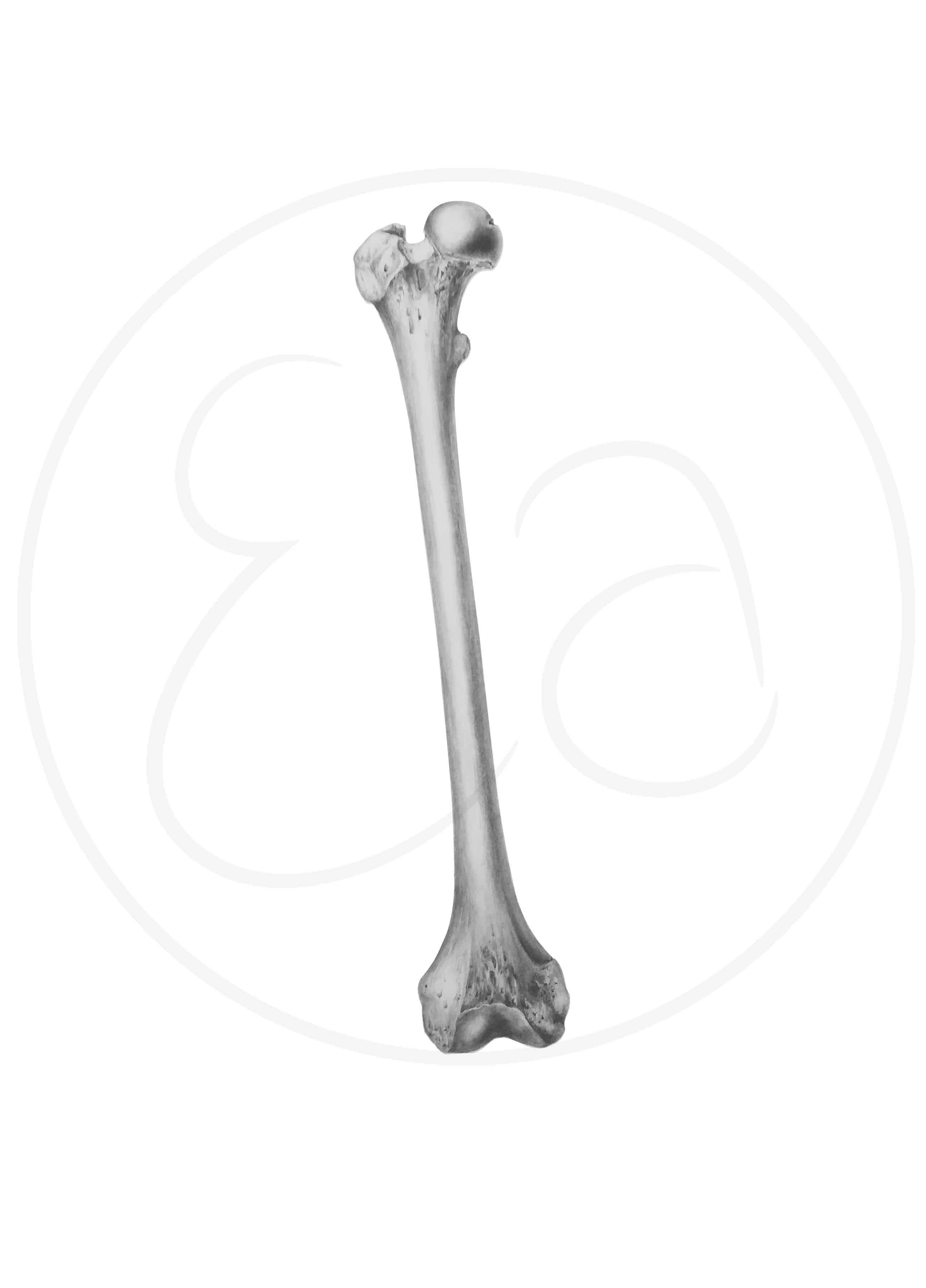 Measured Femur Drawing – Emily Adams | MedComms for BioTech, and Healthcare