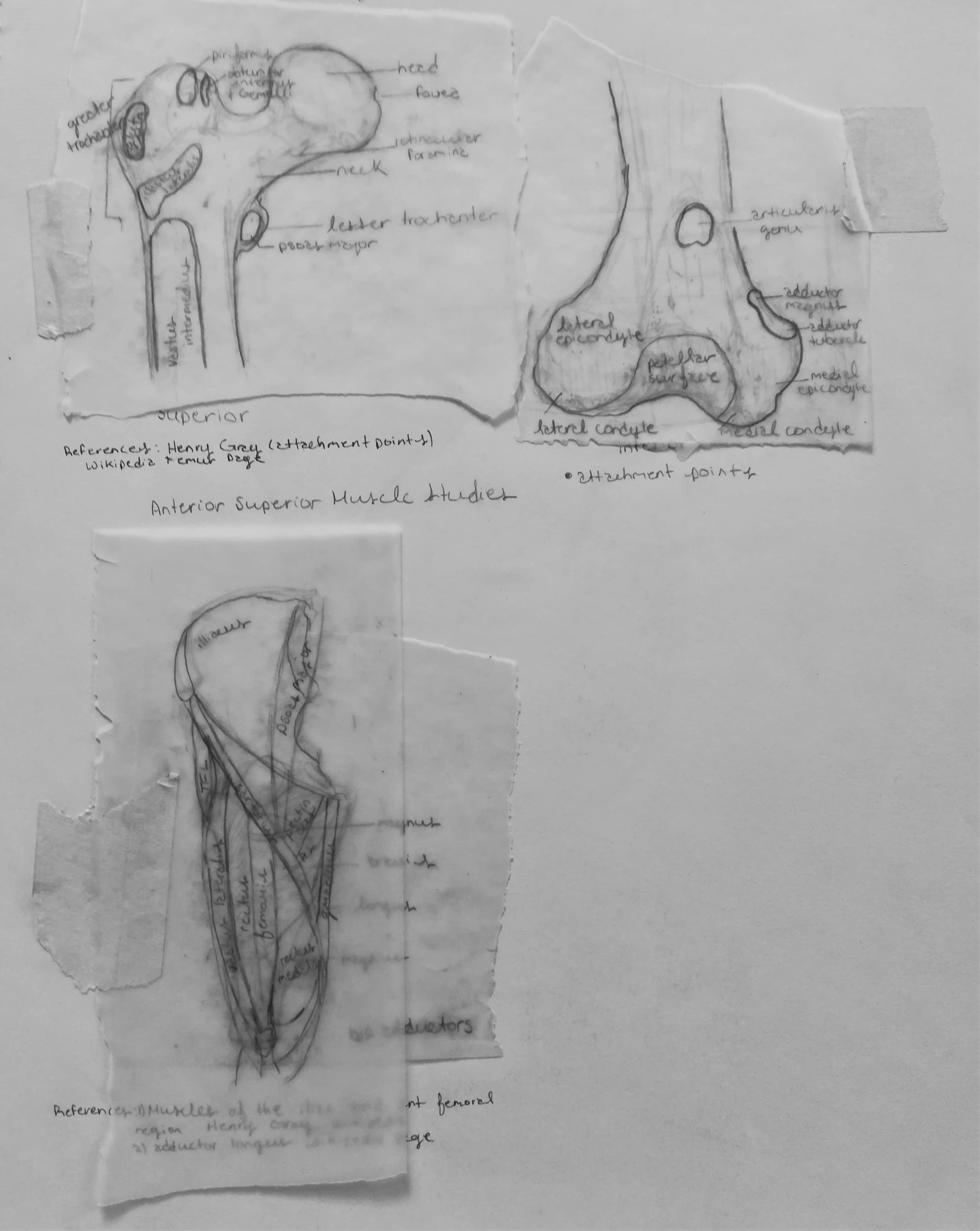 Measured Femur Drawing – Emily Adams | MedComms for BioTech, and Healthcare