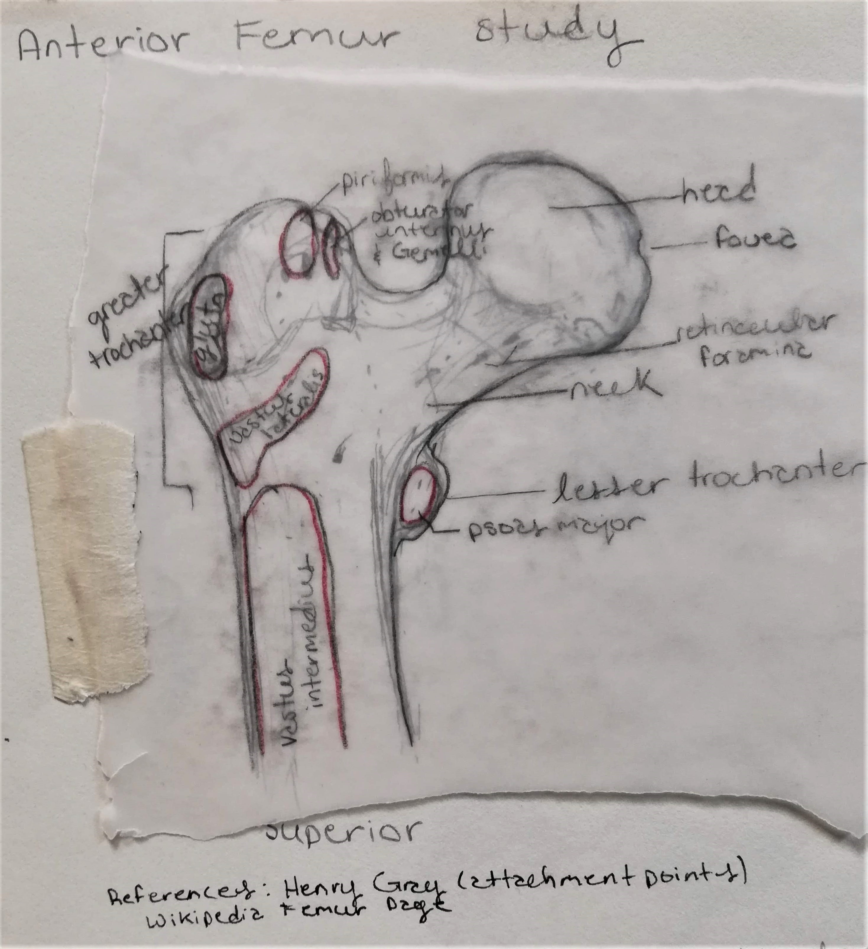 Measured Femur Drawing – Emily Adams BioMedical Visualization and Design