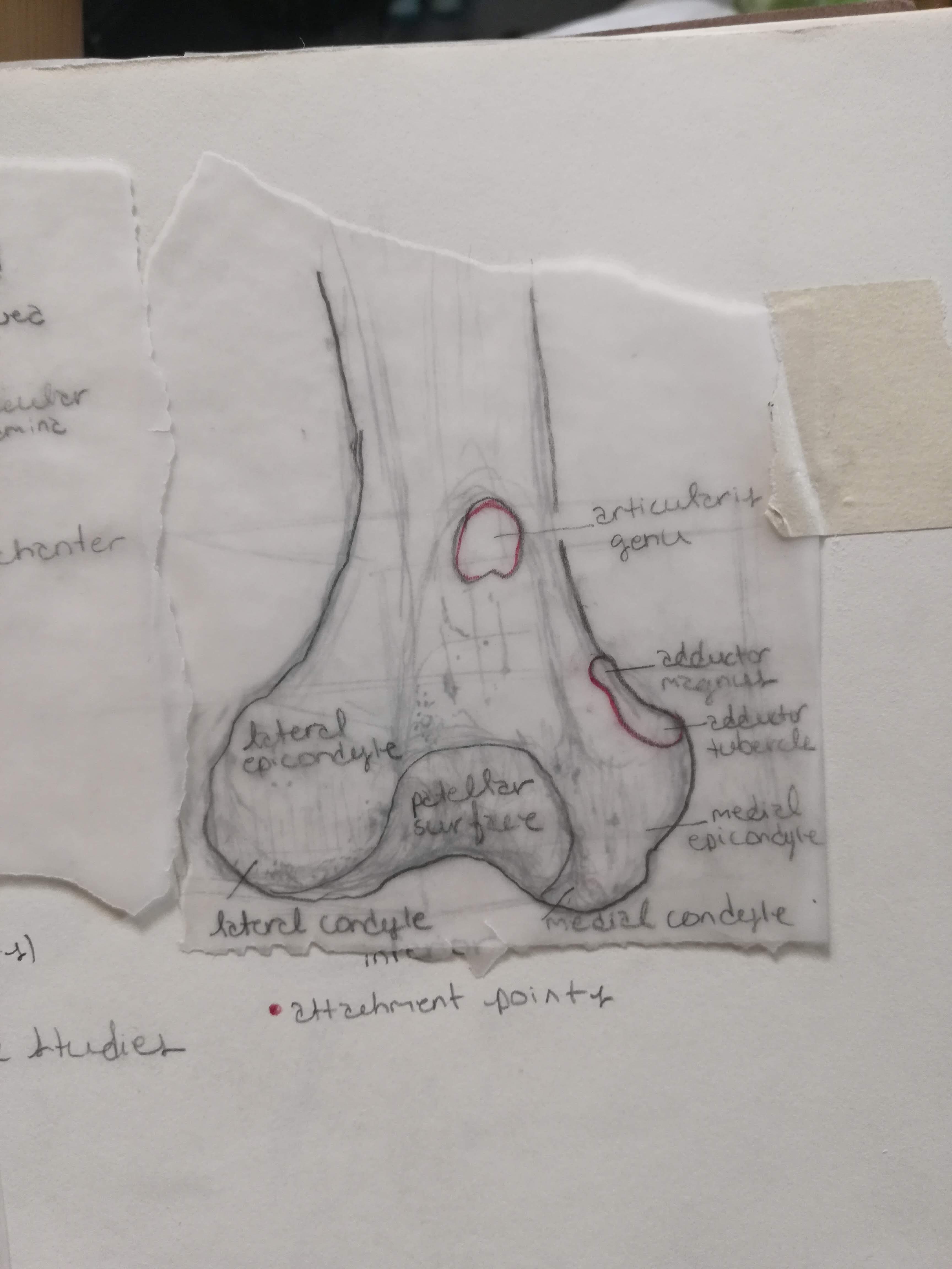 Measured Femur Drawing – Emily Adams | MedComms for BioTech, and Healthcare