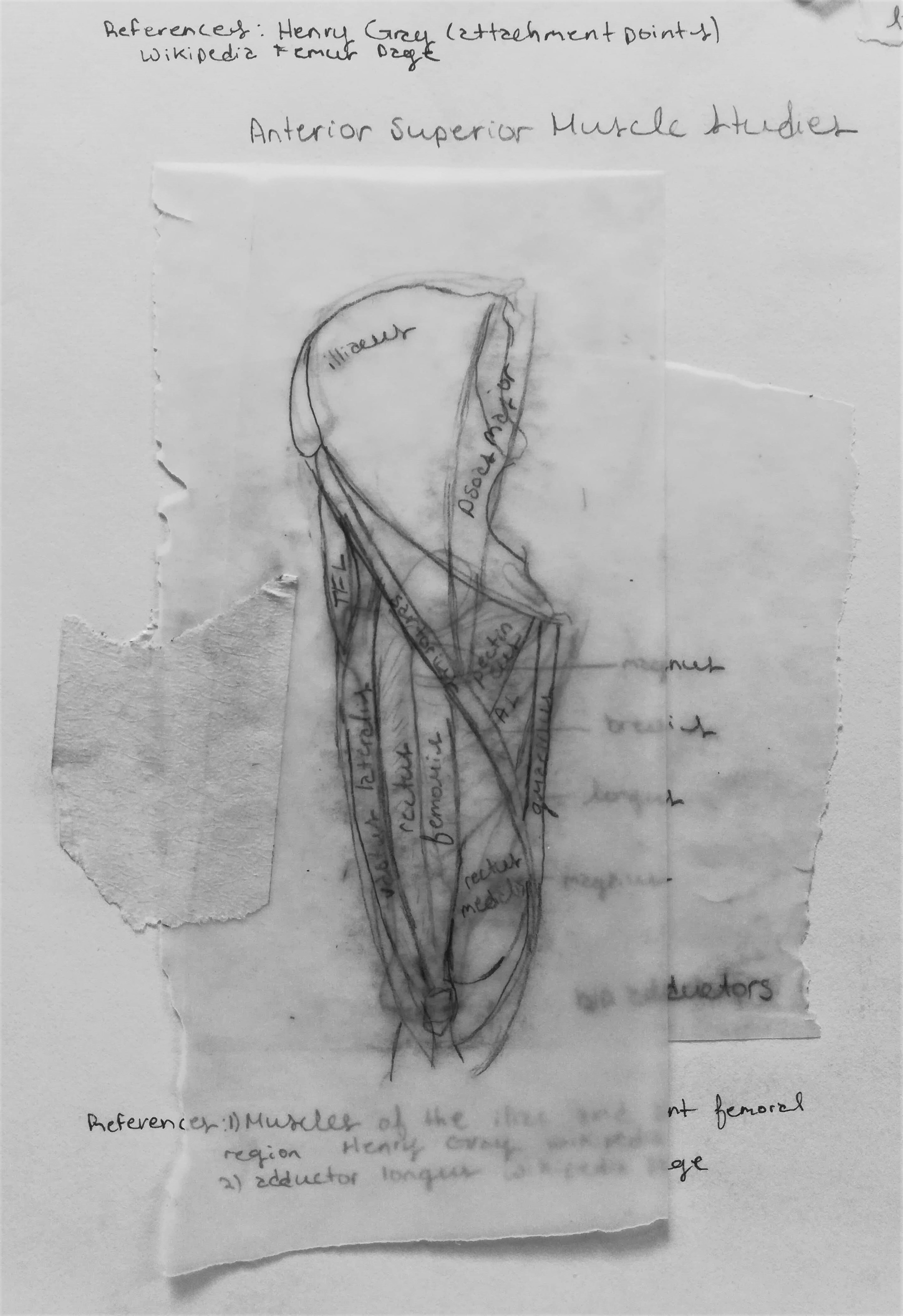 Measured Femur Drawing – Emily Adams | MedComms for BioTech, and Healthcare