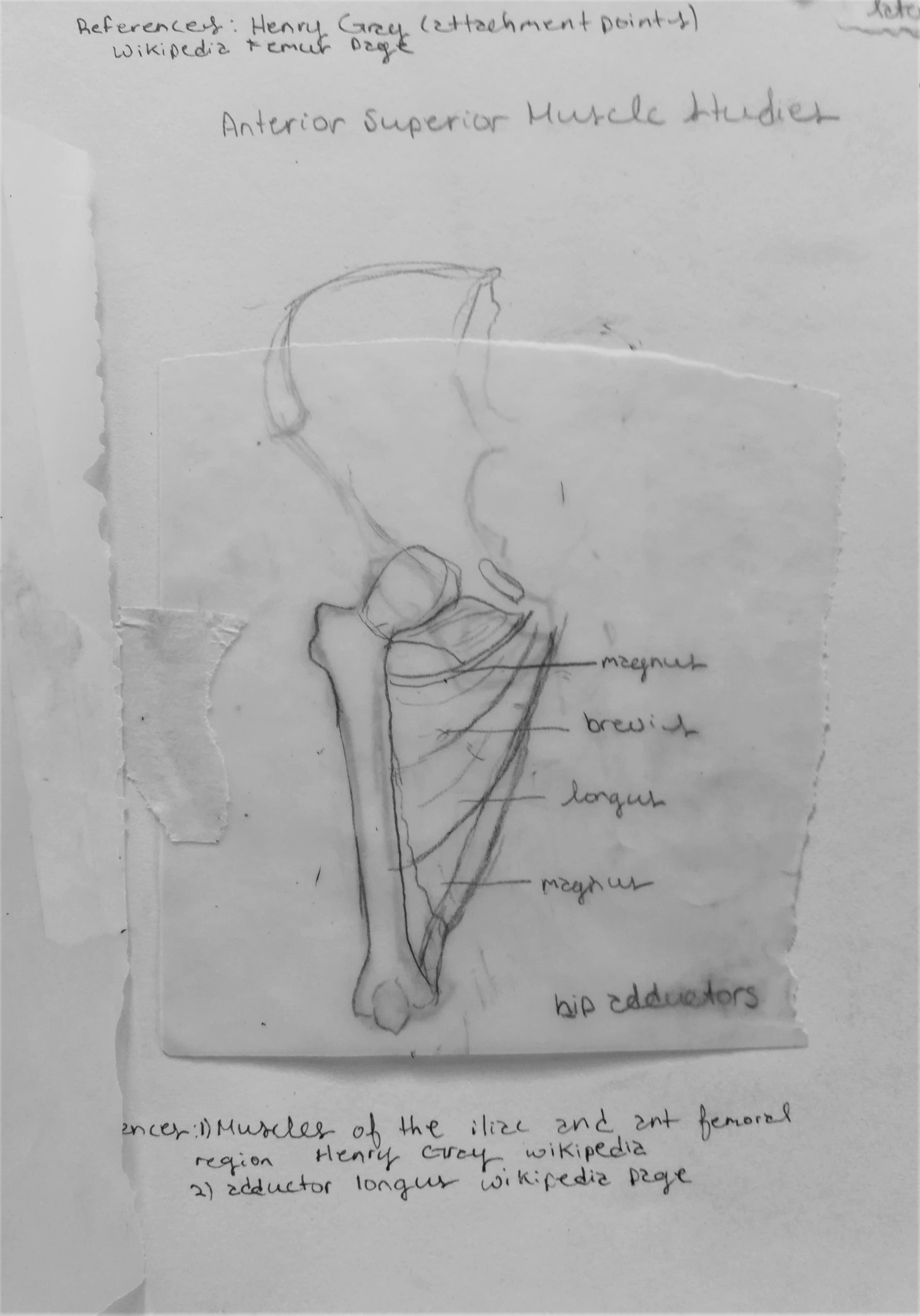 Measured Femur Drawing – Emily Adams | MedComms for BioTech, and Healthcare