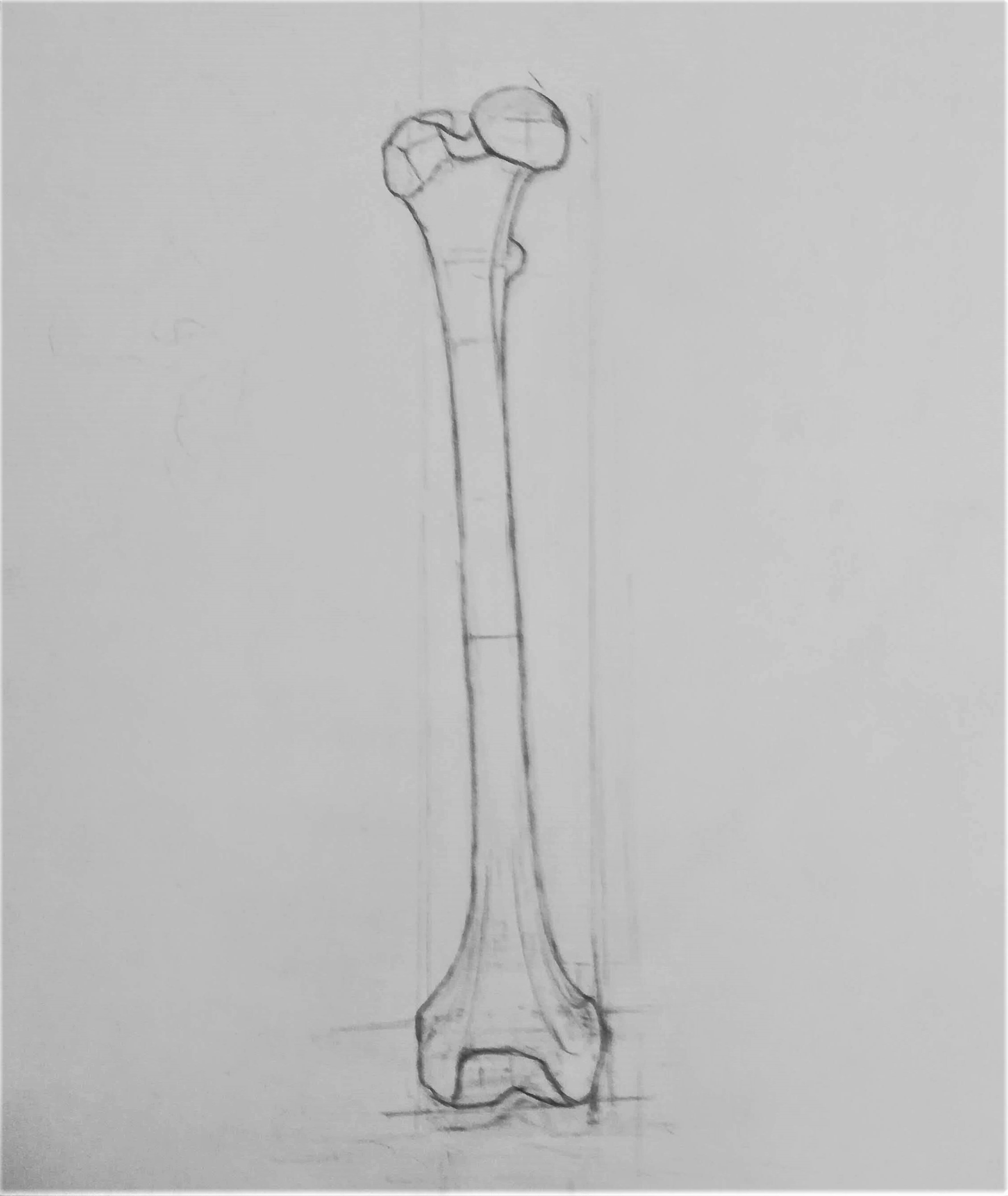 Measured Femur Drawing – Emily Adams BioMedical Visualization and Design