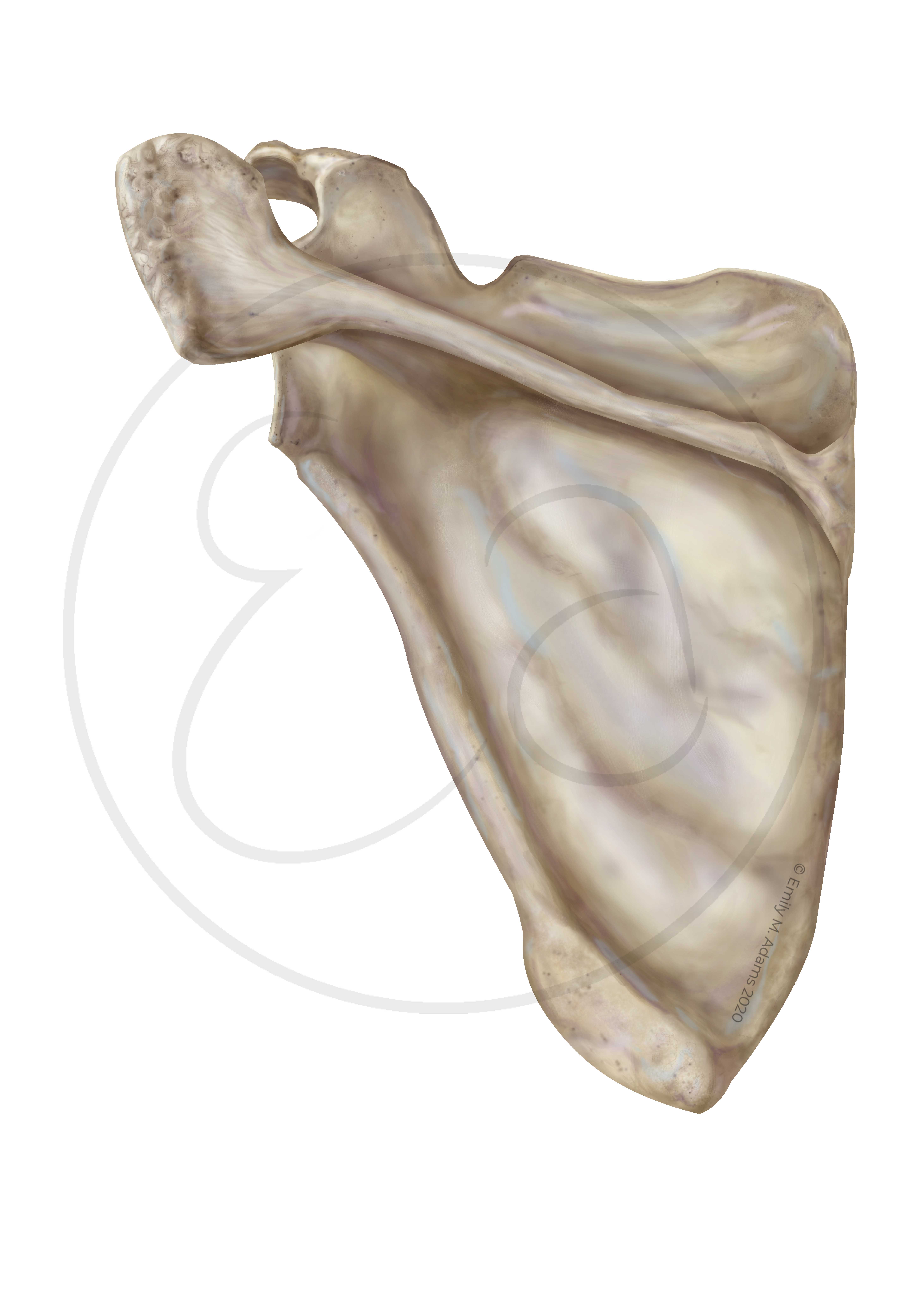 Scapula Digital Painting – Emily Adams | MedComms for BioTech, and ...