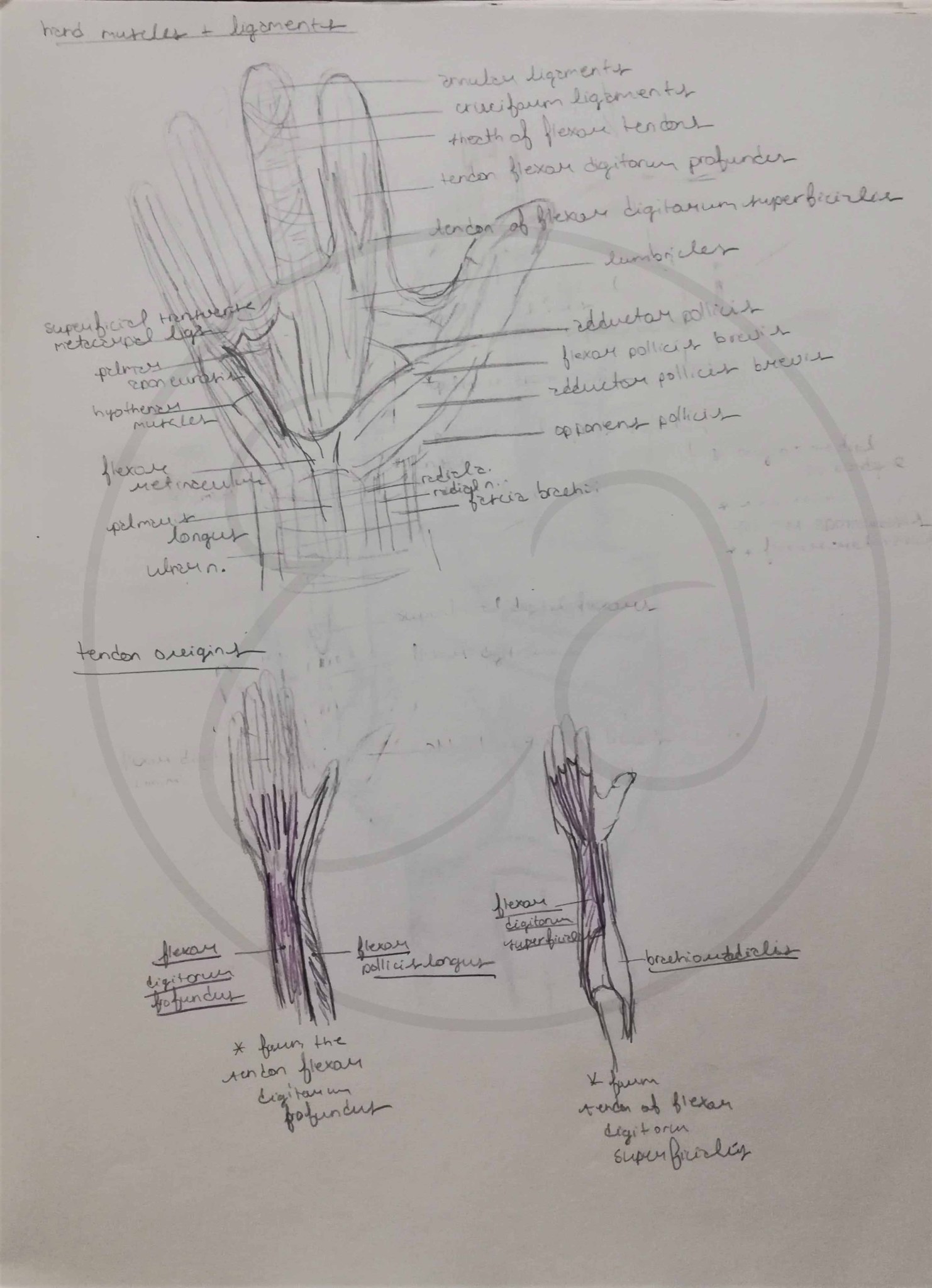 Hand Dissection Drawing – Emily Adams BioMedical Visualization and Design