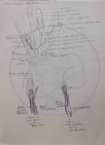 Hand Dissection Drawing – Emily Adams BioMedical Visualization and Design