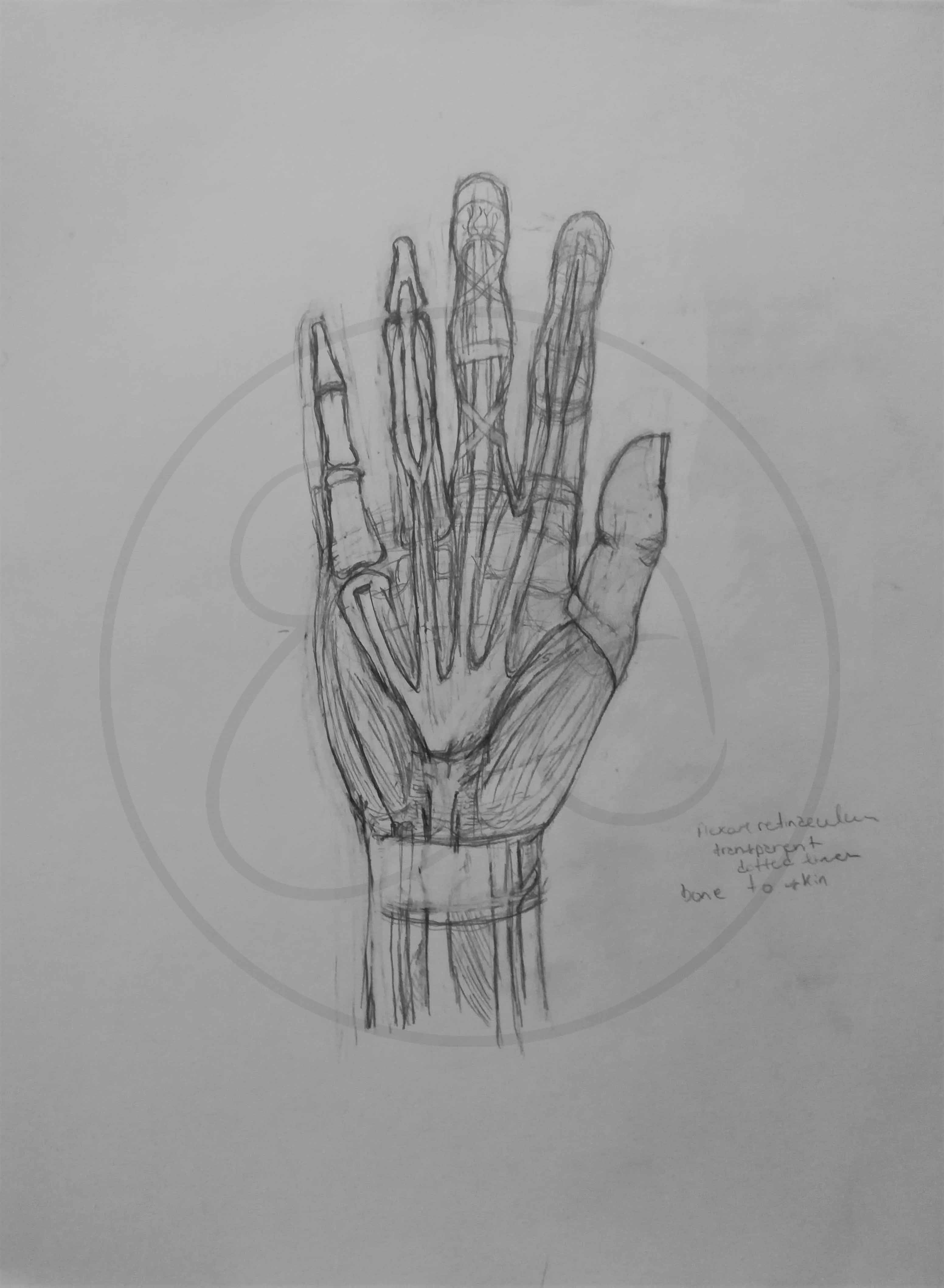 Hand Dissection Drawing – Emily Adams BioMedical Visualization and Design