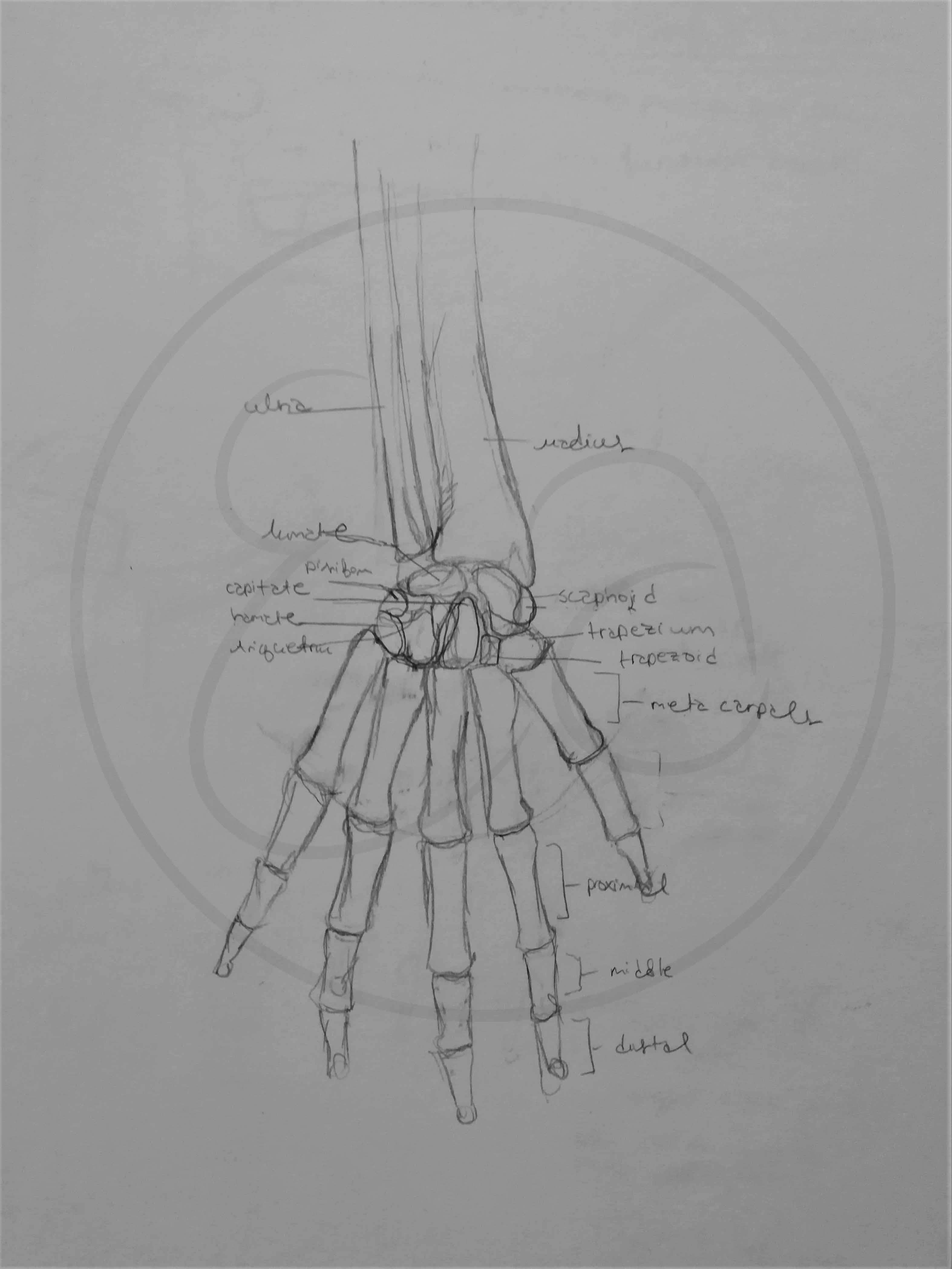 Hand Dissection Drawing – Emily Adams BioMedical Visualization and Design