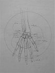 Hand Dissection Drawing – Emily Adams BioMedical Visualization and Design