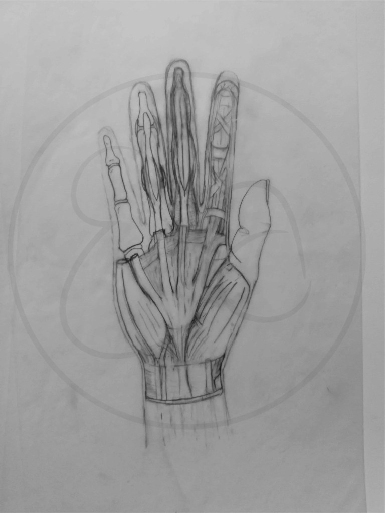 Hand Dissection Drawing – Emily Adams BioMedical Visualization and Design