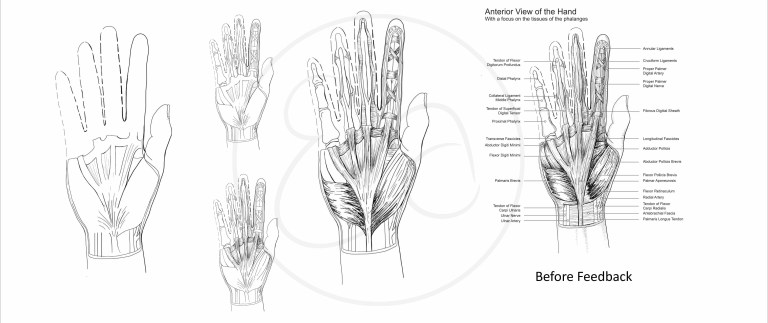 Hand Dissection Drawing – Emily Adams BioMedical Visualization and Design