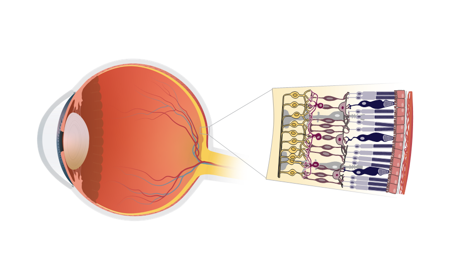 Eyeball and Retina Illustrations – Emily Adams BioMedical Visualization ...