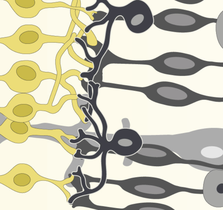 Eyeball and Retina Illustrations – Emily Adams BioMedical Visualization ...
