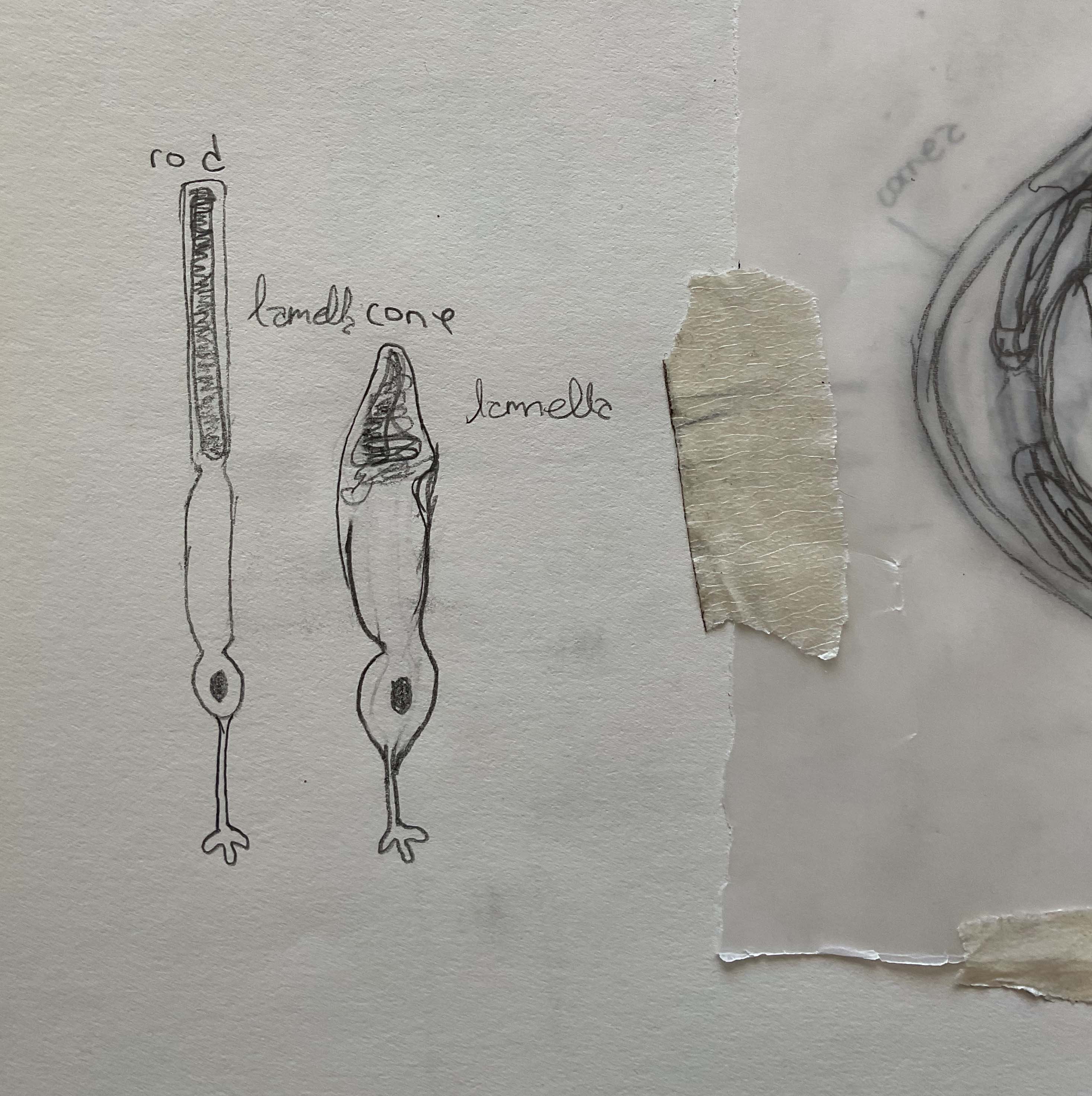 Eyeball and Retina Illustrations – Emily Adams BioMedical Visualization ...